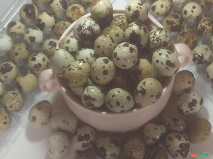 Ovo de Codorna em Ibiúna - SP à venda com preço