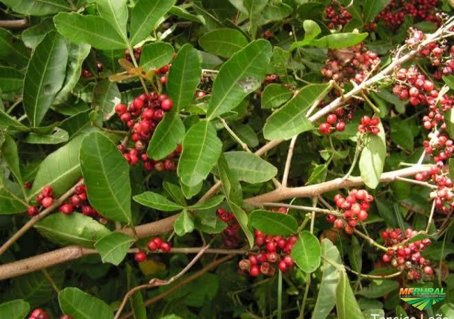 Pimenta Rosa em Marialva PR à venda. Compre direto do vendedor 414974