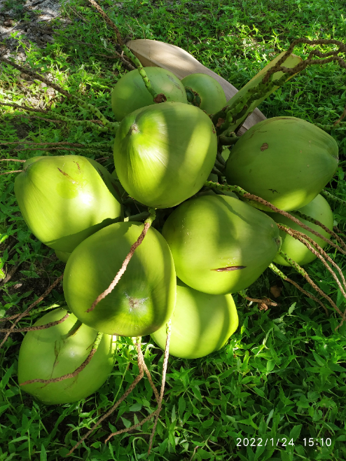 Coco Verde em Petrolândia PE à venda. Compre direto do vendedor 415642
