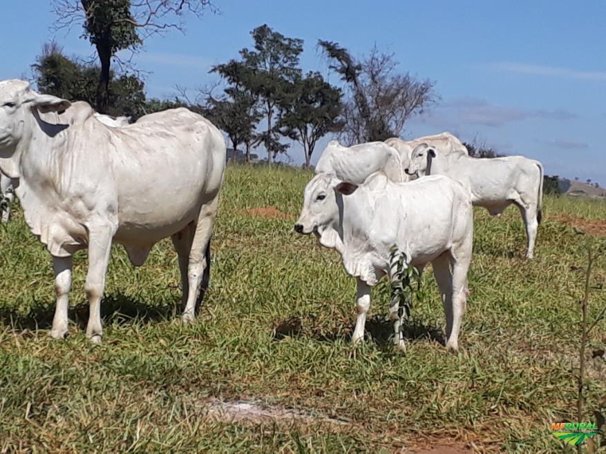 Bezerros Nelore em Leandro Ferreira MG à venda. Compre direto 416252