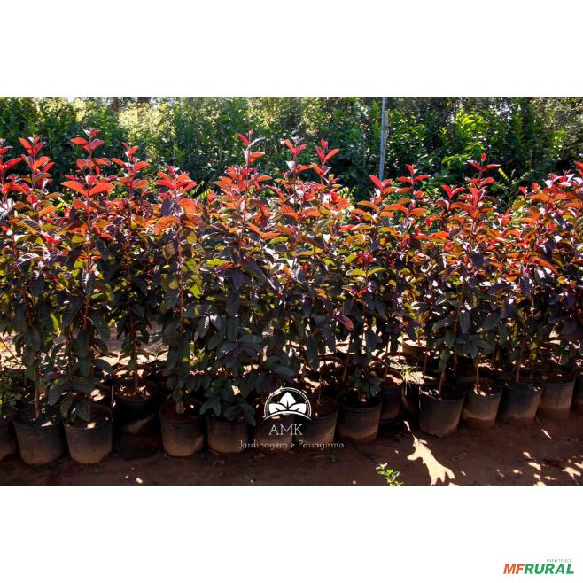 Muda de Goiaba Roxa Produzindo Altura 1,0 M A 1,5 M em 422099