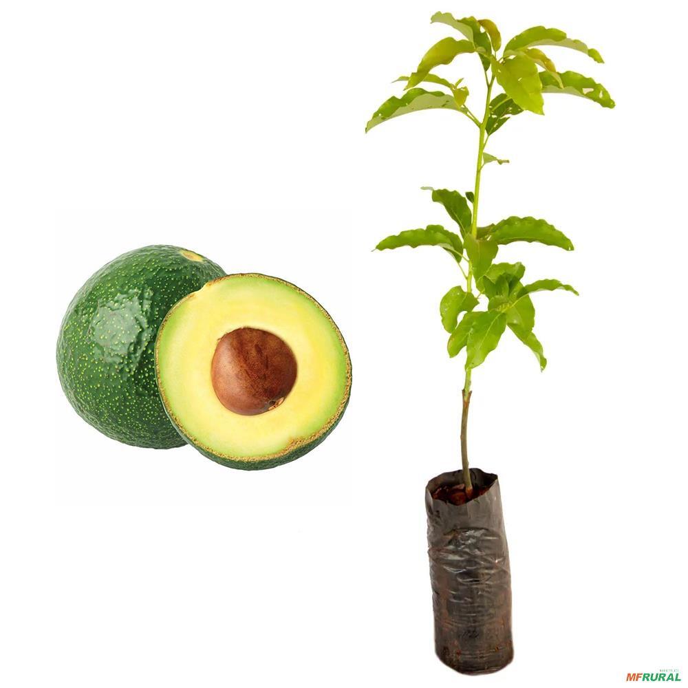 Mudas Margaridas | Preço Venda Compra - MF Rural