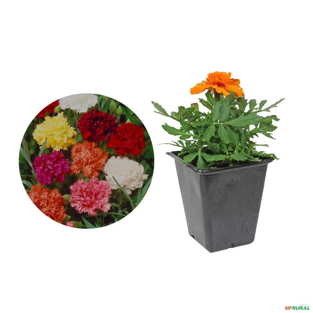 Muda de Flor de Cravo Altura de 10Cm 0A 30Cm em Tupã SP à venda. 688135