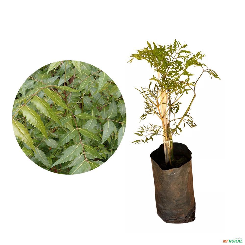 Florestal Baixa - Árvores Adultas / Mudas | Preço Venda Compra