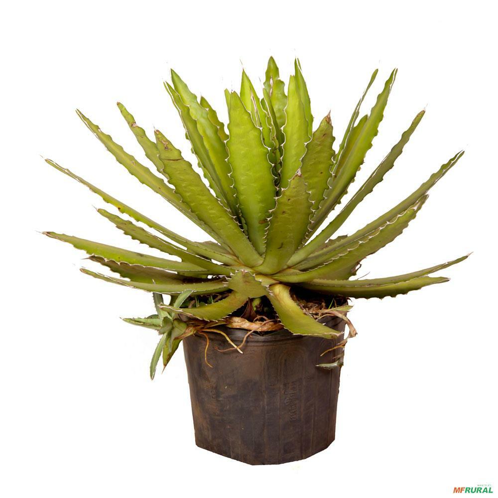 Muda de Babosa Altura 0,40 cm A 0,80 Cm em Tupã SP à venda. 688505