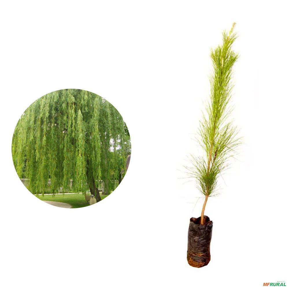Muda de Chorão Verdadeiro Altura 0,40 cm A 0,80 Cm em Tupã SP à 688549