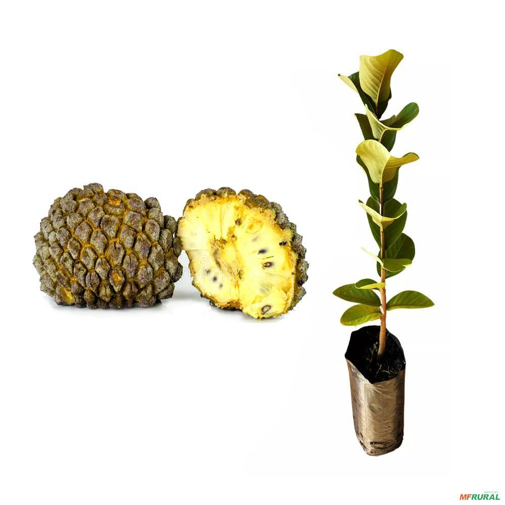 Fruta Marolo | Preço Venda Compra - MF Rural