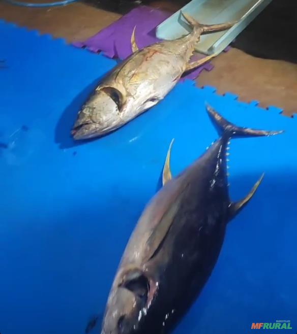 atum à venda com preço