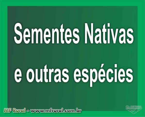 Sementes Arvores Nativas | Preço Venda Compra - MF Rural