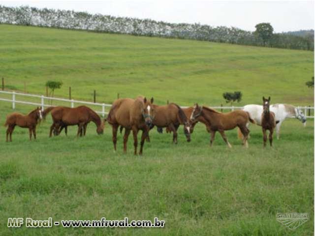 Sementes Capim Tifton 85 | Preço Venda Compra - MF Rural
