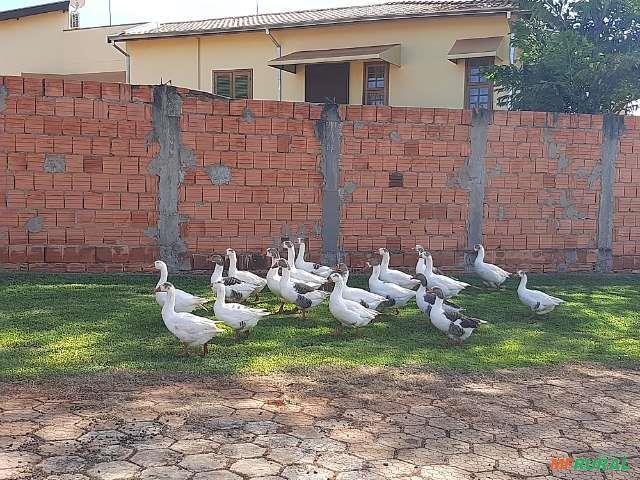 Gansa Femea | Preço Venda Compra - MF Rural