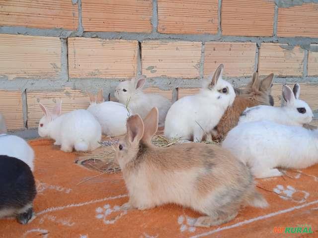 Venda Animais | Preço Venda Compra - MF Rural