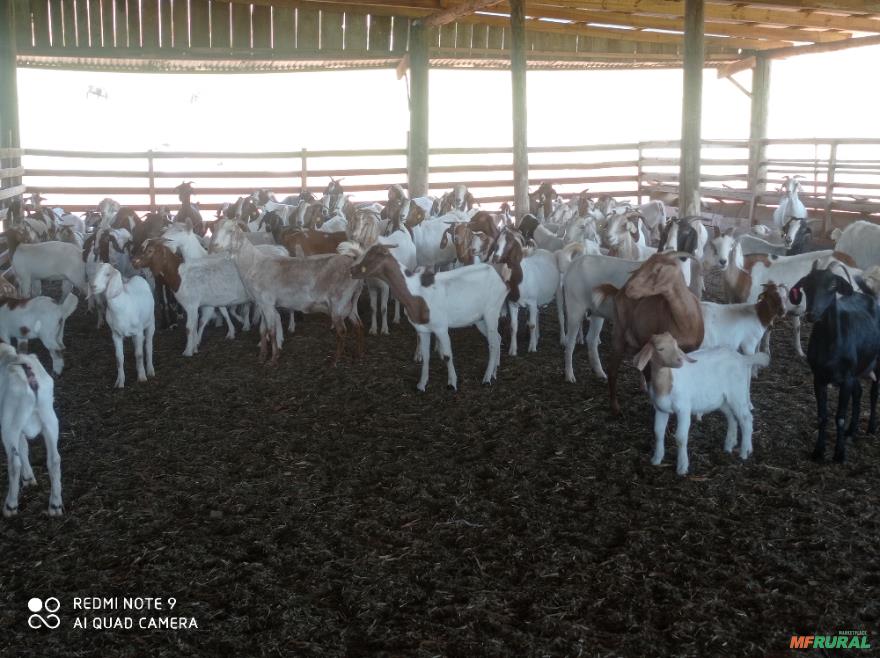 Cabrito Boer Mango da Mangueirão em Vila Langaro RS à venda. 419881