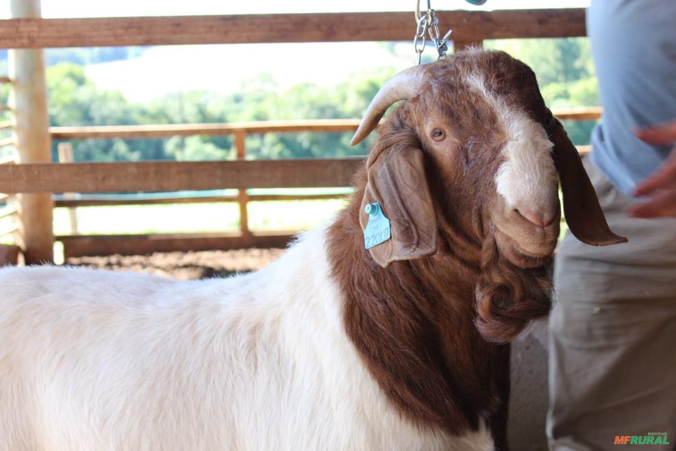 Cabrito Boer Mango da Mangueirão em Vila Langaro RS à venda. 419881