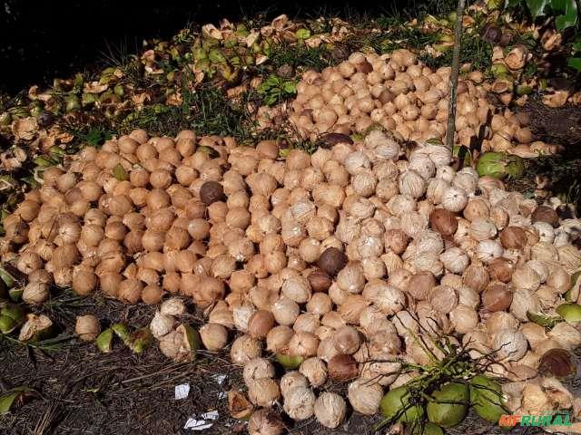 Coco Seco em Eunápolis BA à venda. Compre direto do vendedor 422159