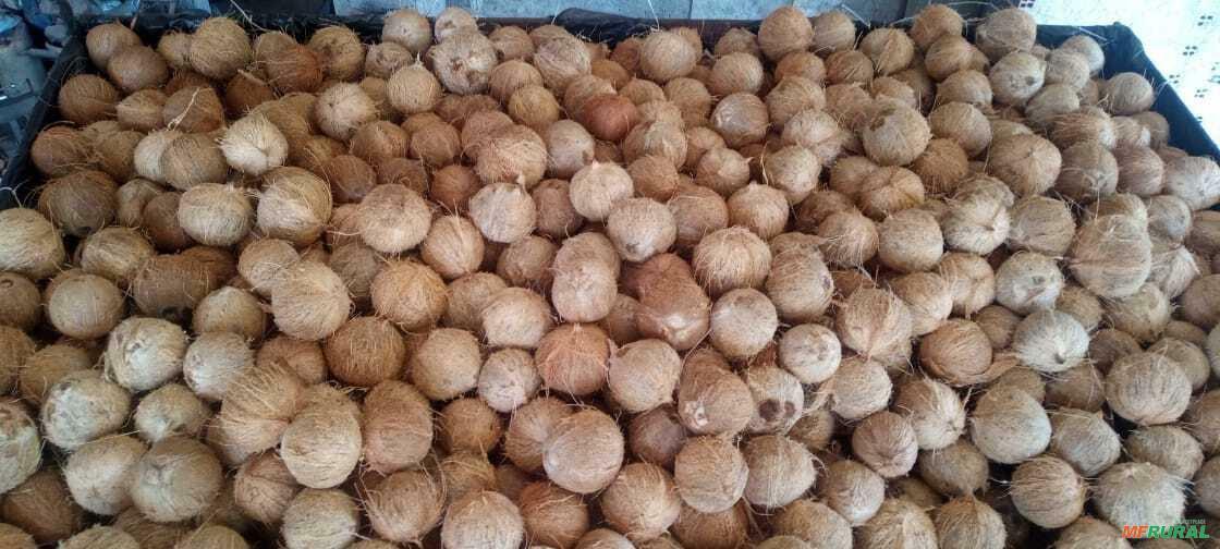 Venda de Coco Seco in Natura em São Paulo SP à venda. Compre 423356