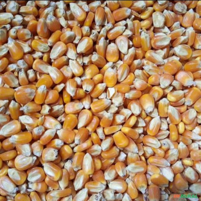 Milho Grão em Bom Jesus do Araguaia MT à venda. Compre direto 424071