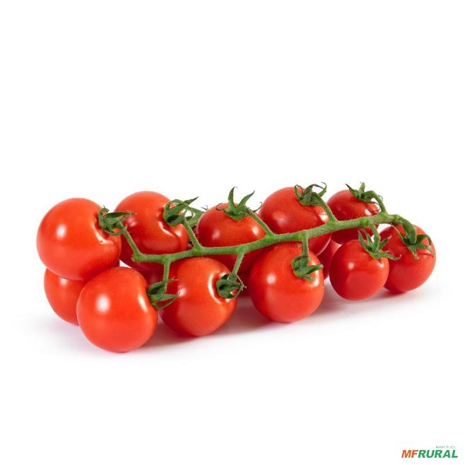 Tomate em Rama (Cacho) Holandes/Saladete /Cocktail/Gourmet Para 424241