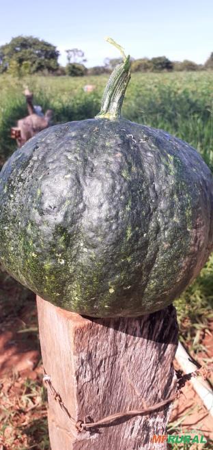 Abóbora Cabotiá, Cabotia em Santana de Pirapama MG à venda. 776868