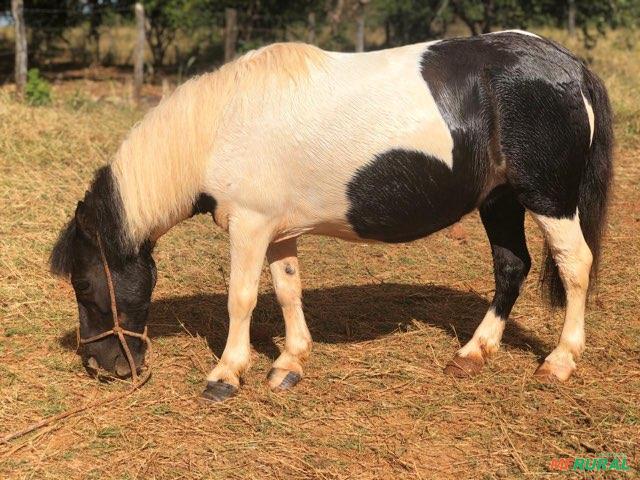 Pônei à venda com preço