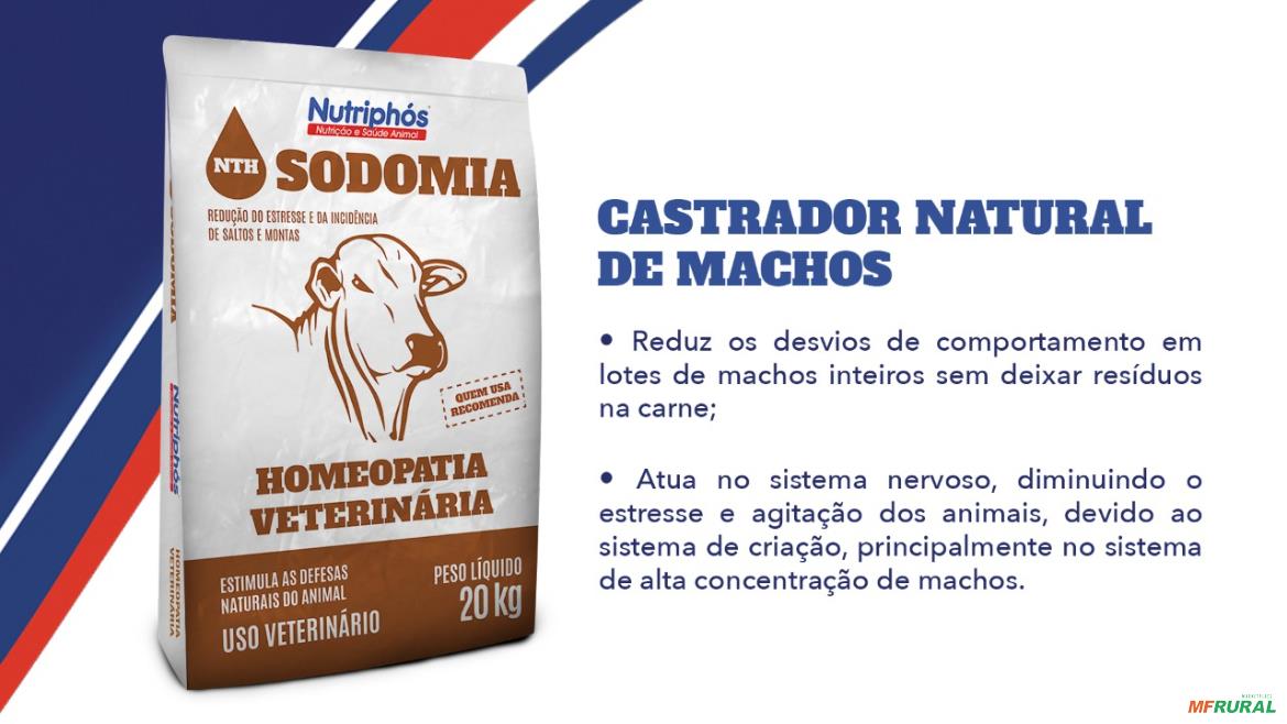 Sodomia Machos | Preço Venda Compra - MF Rural