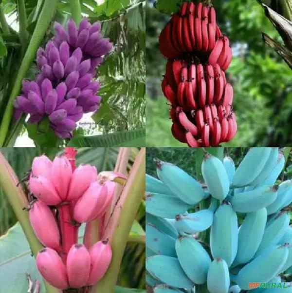 Mudas de Banana à venda com preço