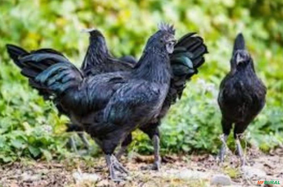 Ayam Cemani em Belo Horizonte MG à venda. Compre direto 440567