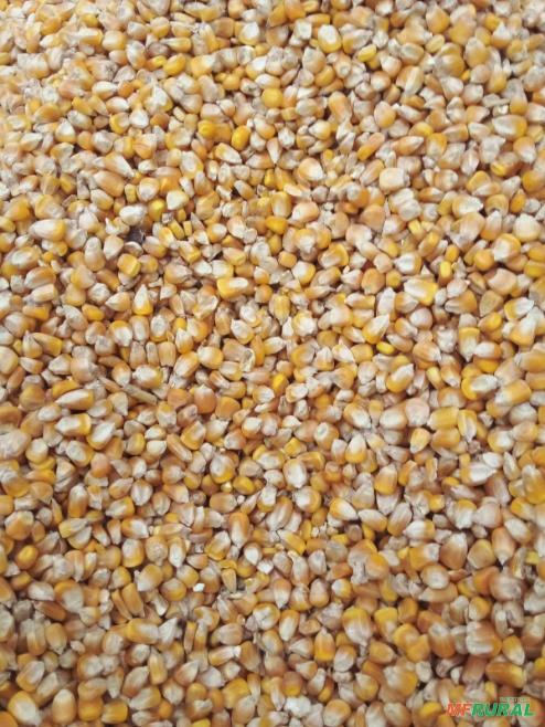 Milho Ensacado 50Kg em Paulínia SP à venda. Compre direto 437434