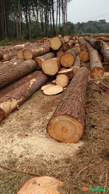Toras de Pinus Elliottis em Rio Grande RS à venda. Compre direto 813379