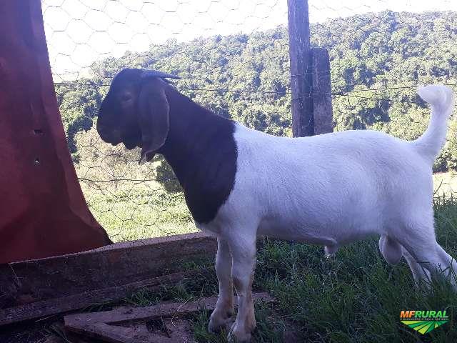 Caprinos Boer em Londrina PR à venda. Compre direto do vendedor 194183