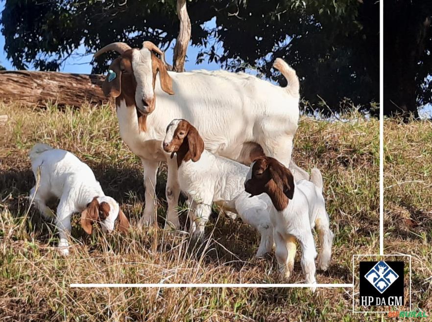 Caprinos Boer | Preço Venda Compra - MF Rural