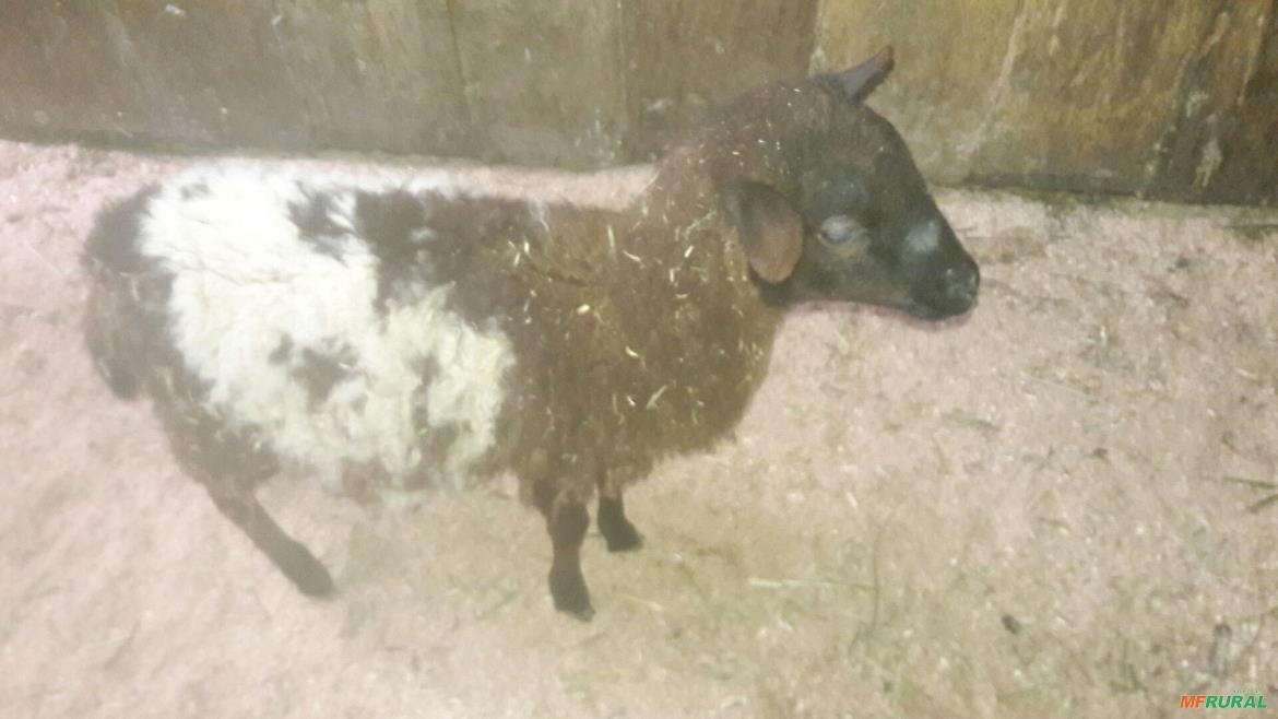 Vendo Mini Ovelha em Ibirama SC à venda. Compre direto 432757