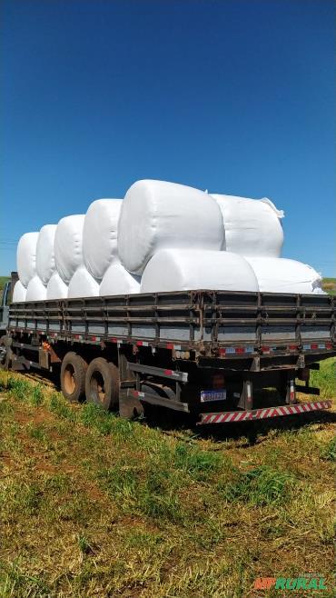 Pre Secado | Preço Venda Compra - MF Rural