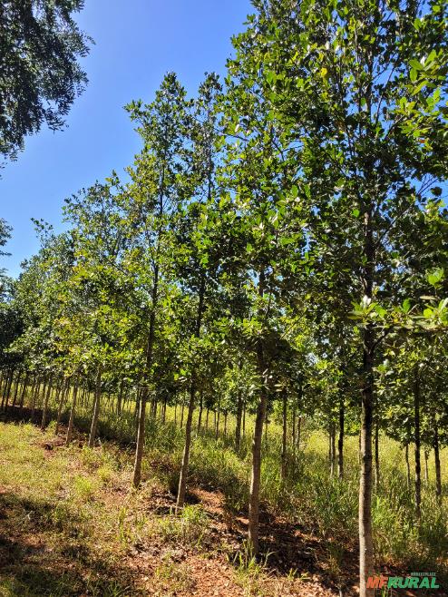 Madeira Guanandi - Árvores Adultas / Mudas | Preço Venda Compra