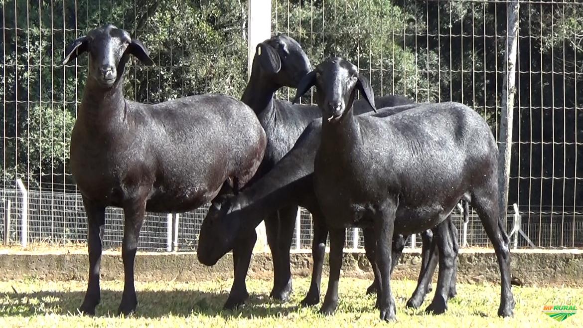 Reprodutor Santa Ines | Preço Venda Compra - MF Rural