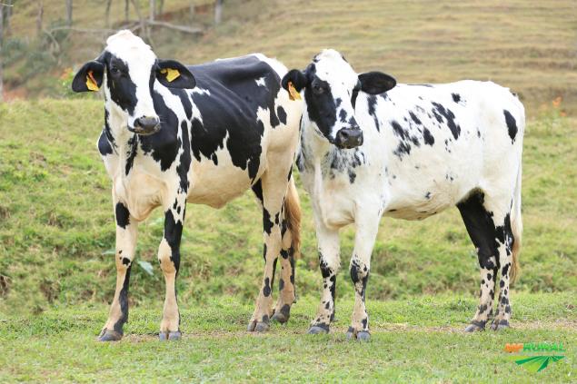 Vacas em Lactação E Novilhas Prenhas - Girolando E Gir em Areal 341350