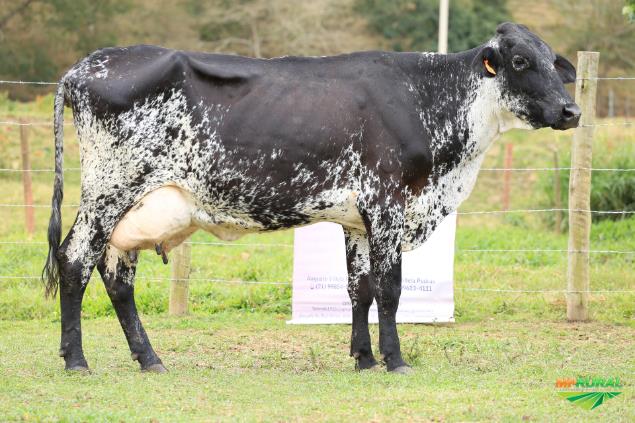 Vacas em Lactação E Novilhas Prenhas - Girolando E Gir em Areal 341350