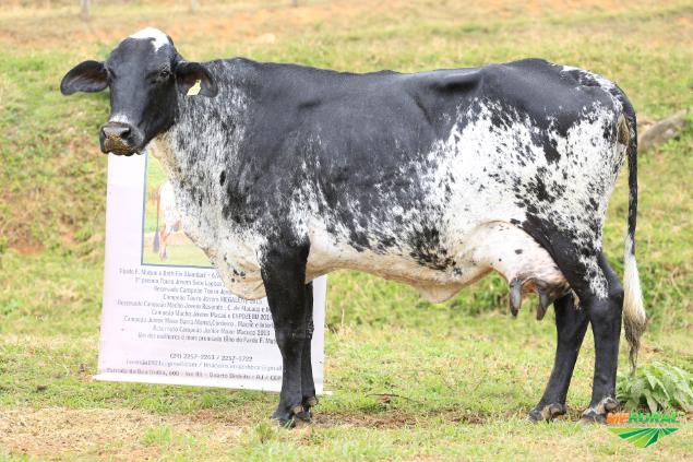 Vacas em Lactação E Novilhas Prenhas - Girolando E Gir em Areal 341350