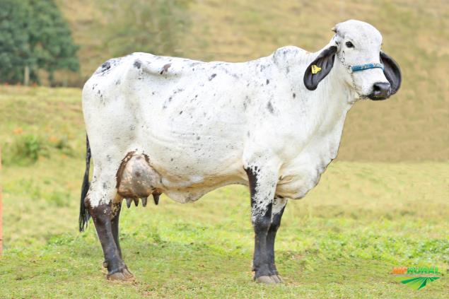 Vacas em Lactação E Novilhas Prenhas - Girolando E Gir em Areal 341350
