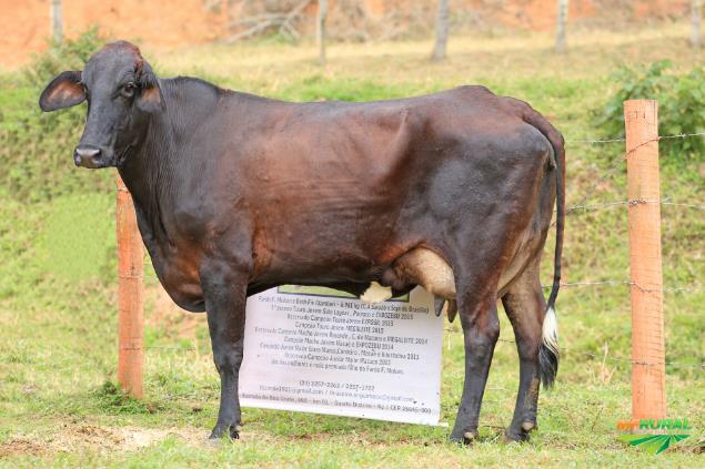 Vacas em Lactação E Novilhas Prenhas - Girolando E Gir em Areal 341350