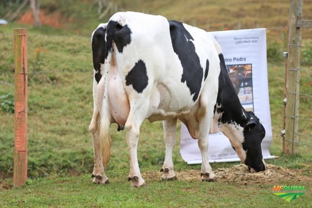 Vacas em Lactação E Novilhas Prenhas - Girolando E Gir em Areal 341350