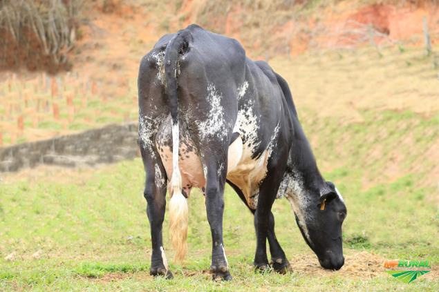 Vacas em Lactação E Novilhas Prenhas - Girolando E Gir em Areal 341350