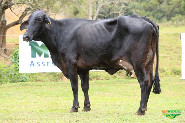 Vacas em Lactação E Novilhas Prenhas - Girolando E Gir em Areal 341350