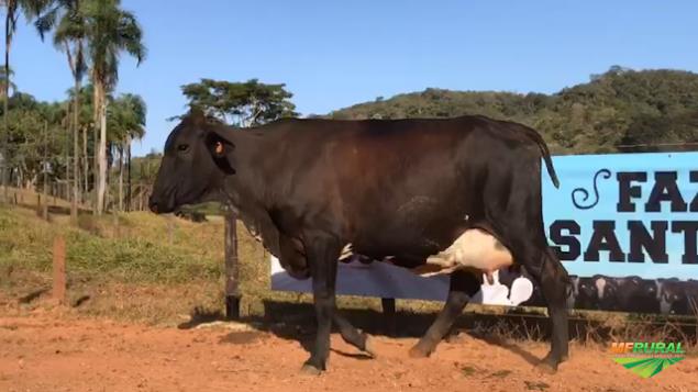 Vacas Inseminadas | Preço Venda Compra - MF Rural