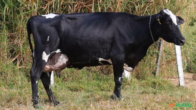 Girolando Vaca | Preço Venda Compra - MF Rural