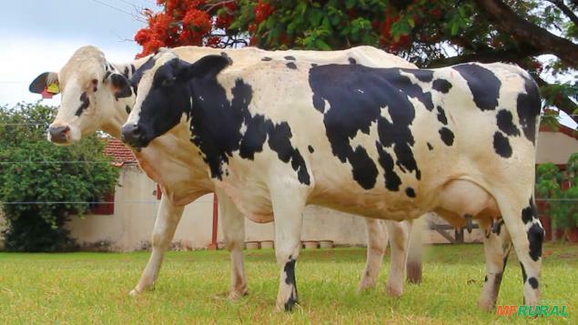 Vacas Prenhas em São Paulo | Preço Venda Compra - MF Rural