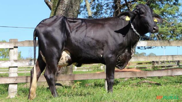 Paridas Novilhas | Preço Venda Compra - MF Rural
