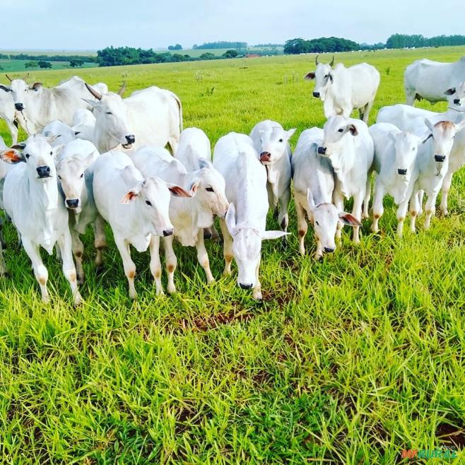 Novilha Nelore Prenhe | Preço Venda Compra - MF Rural