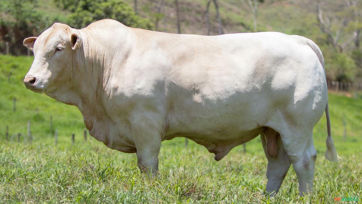 Venda de Reprodutroes Canchim em Itapetininga SP à venda. Compre 642353