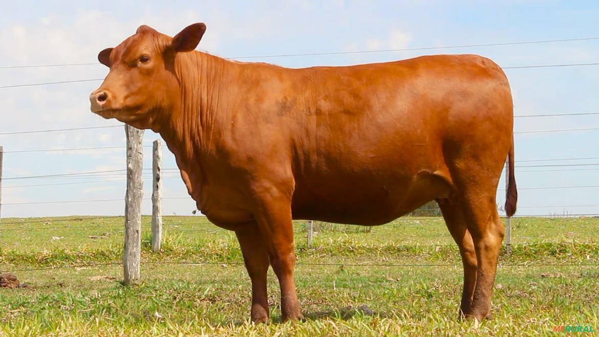 Senepol Reprodutor | Preço Venda Compra - MF Rural